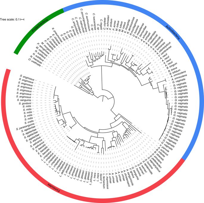 Culturing of female bladder bacteria reveals an interconnected ...